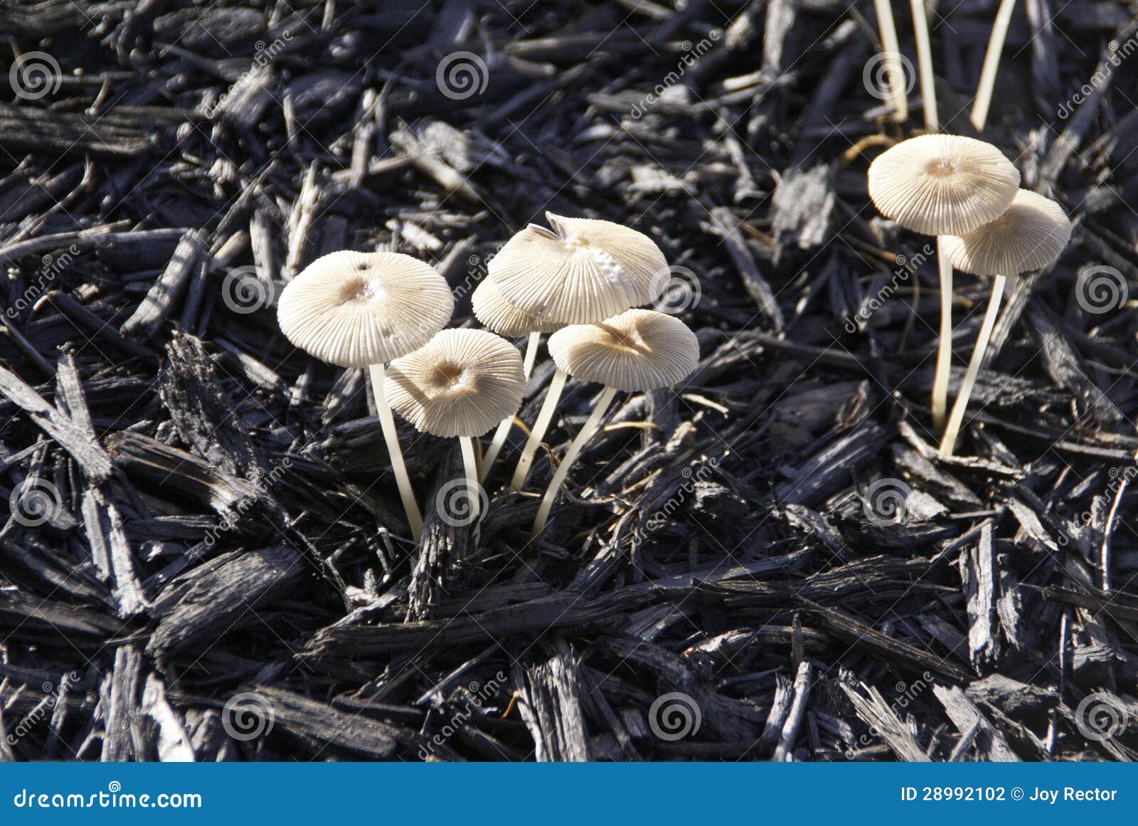 Toadstools in Light stock photo. Image of light, shadow - 28992102