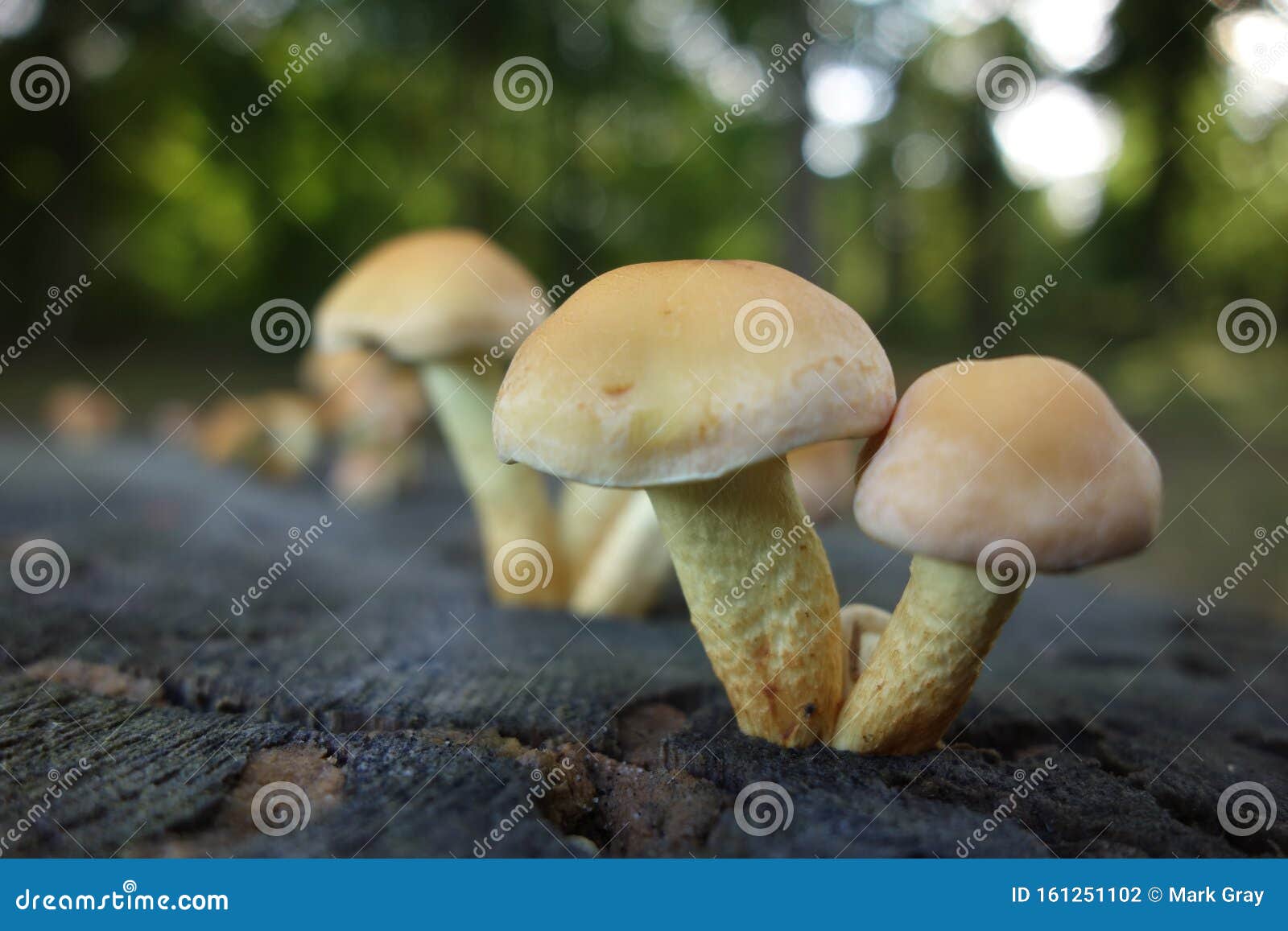 Toadstools on a Log stock photo. Image of toadstools - 161251102
