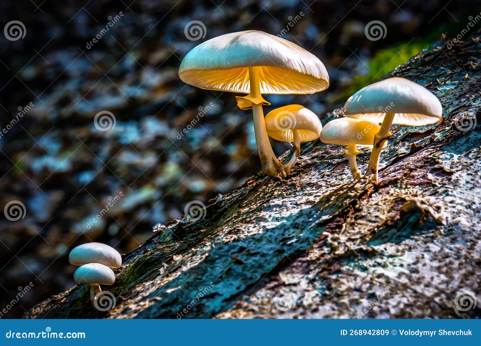 Toadstools on the log stock image. Image of brown, beautiful - 268942809