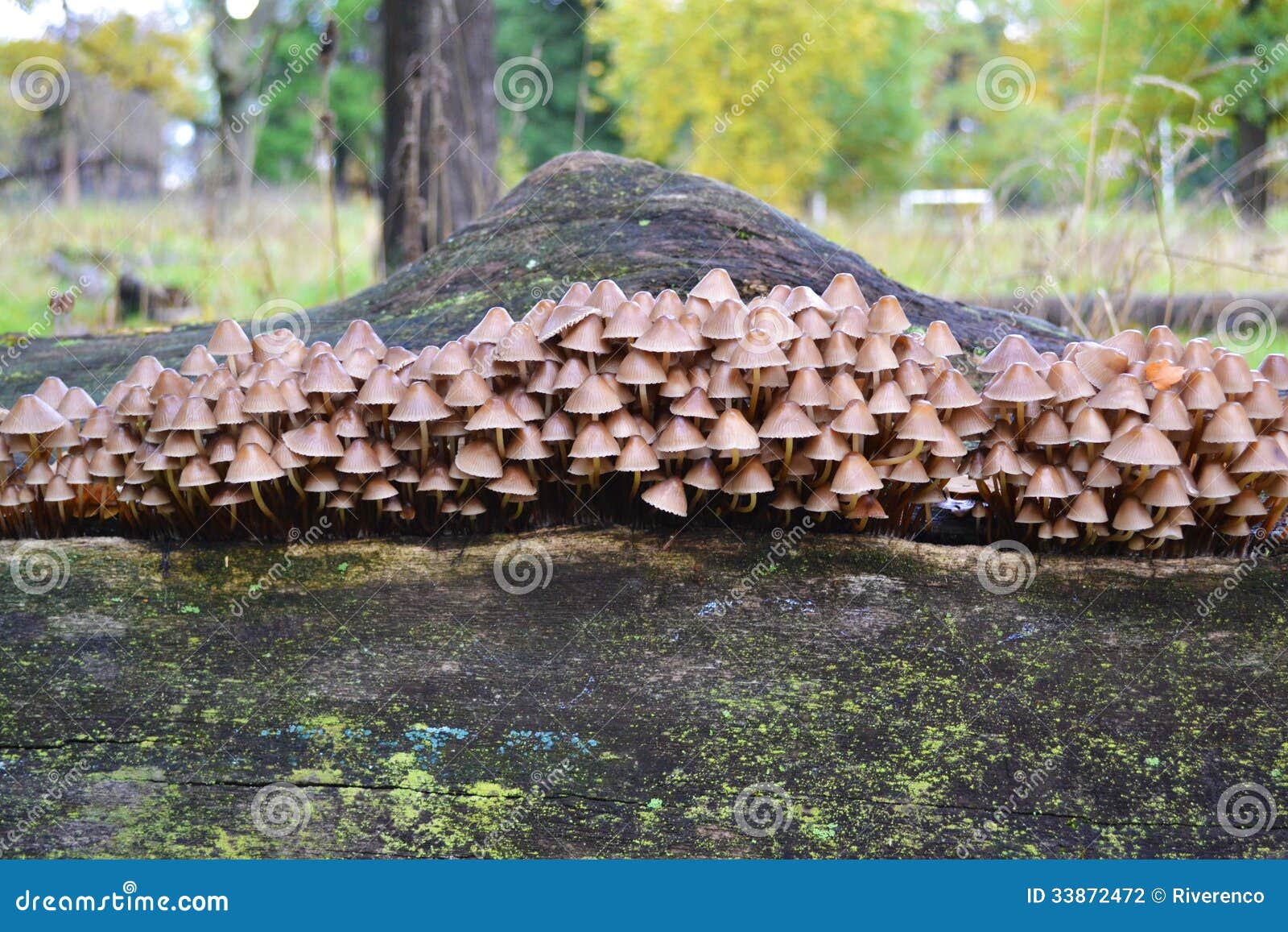 Toadstools stock photo. Image of mushroom, changing, contrasts - 33872472