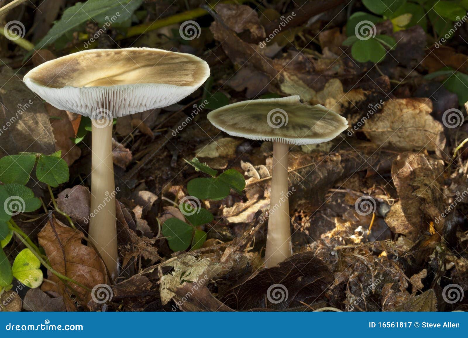 Woodland Toadstools On The Forest Floor Discovered During A Morning ...