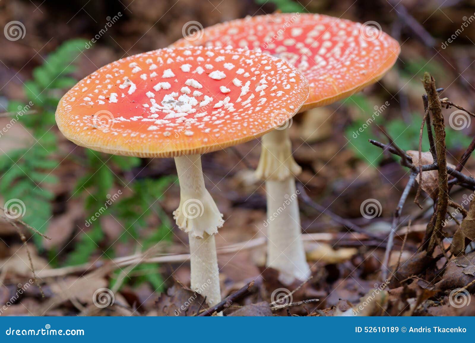 Toadstools Mushrooms stock image. Image of toadstool - 52610189