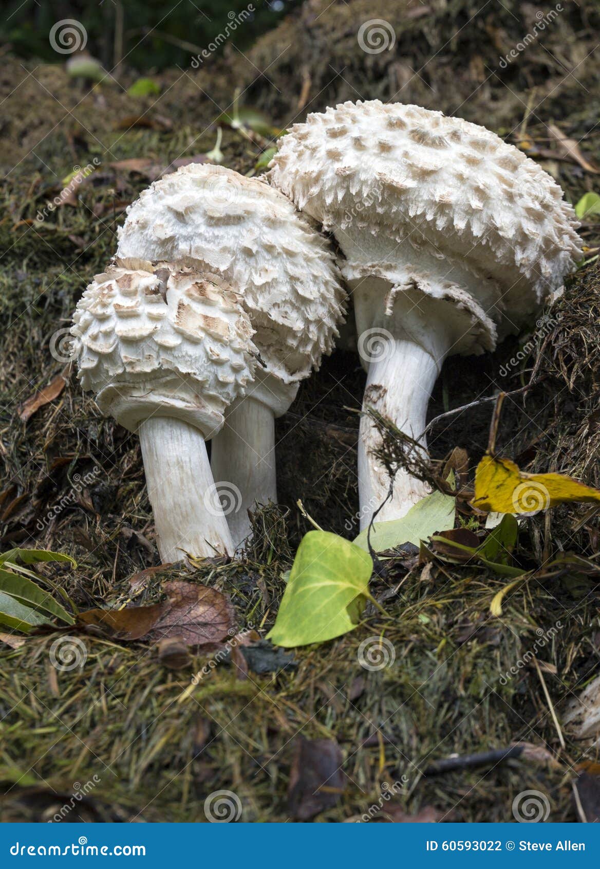 Toadstools - Mushrooms stock photo. Image of flora, poisonous - 60593022