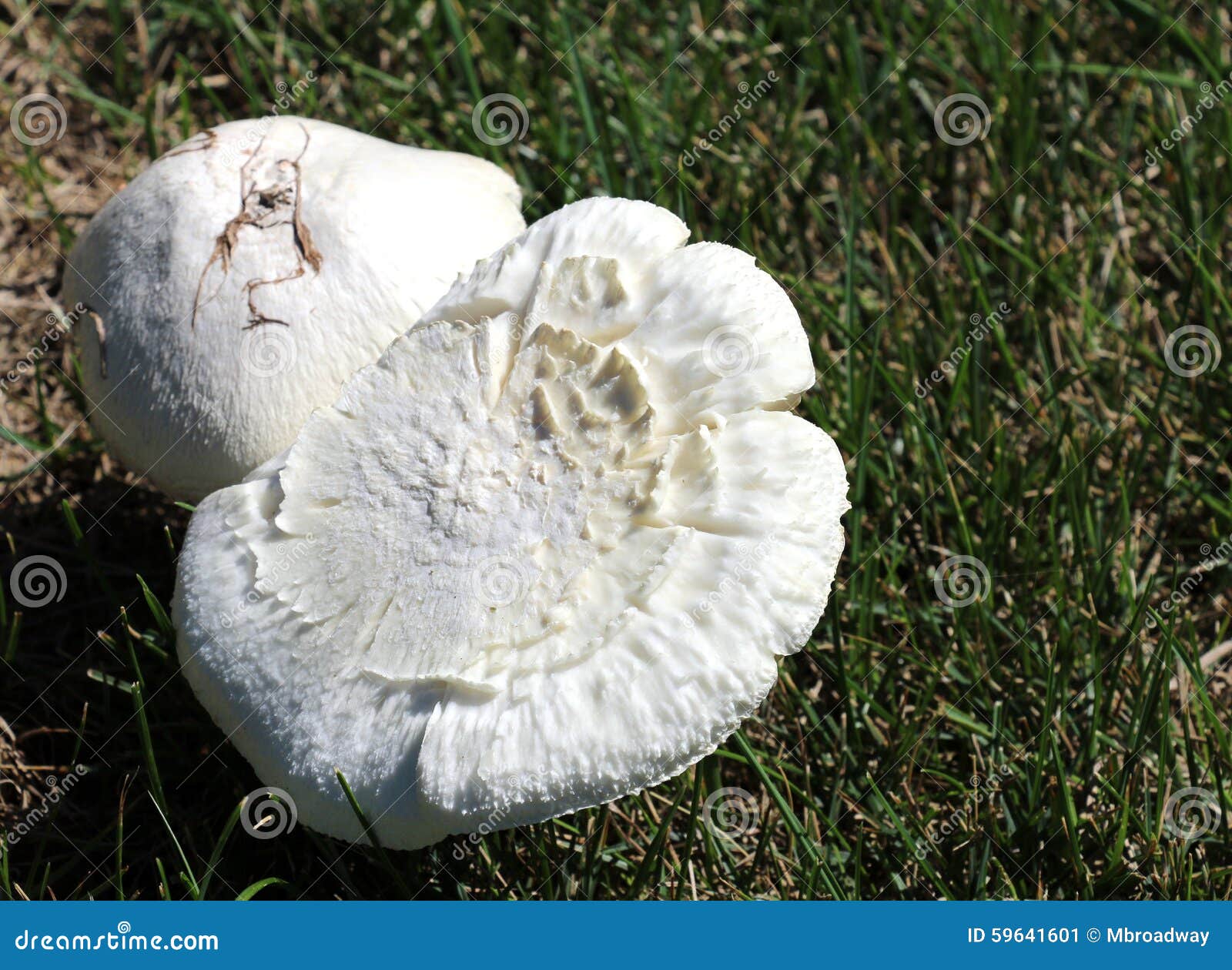 Toadstools stock image. Image of volunteer, toadstool - 59641601
