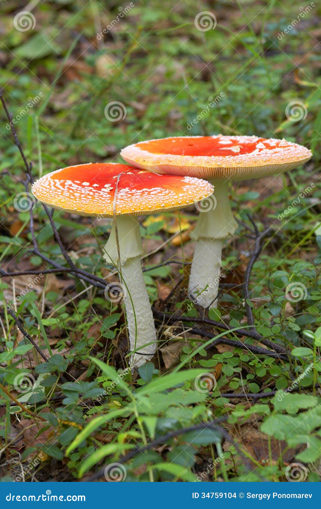 Toadstools stock photo. Image of nature, botanical, gardening - 34759104