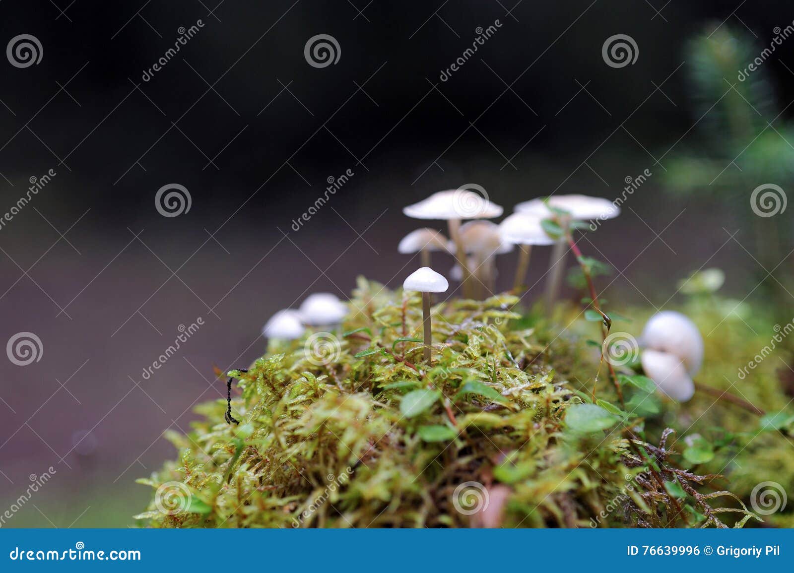 Toadstools stock photo. Image of autumn, natural, forest - 76639996