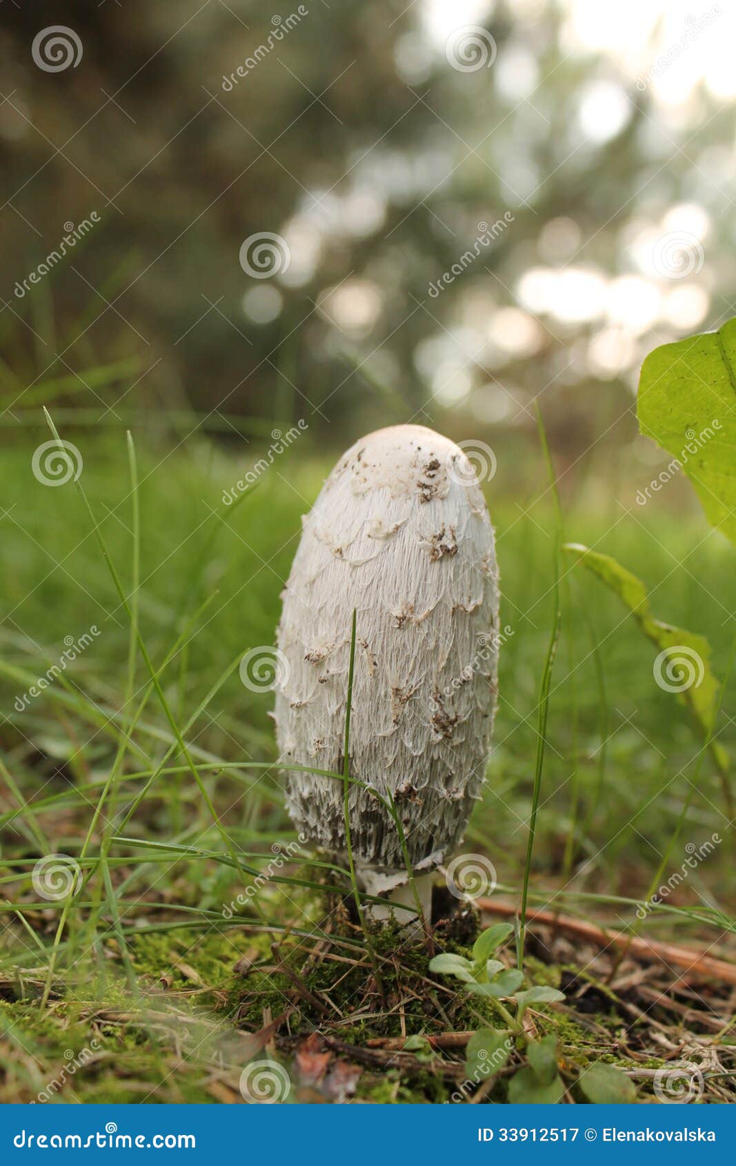 Toadstools stock image. Image of hunting, autumn, plant - 33912517