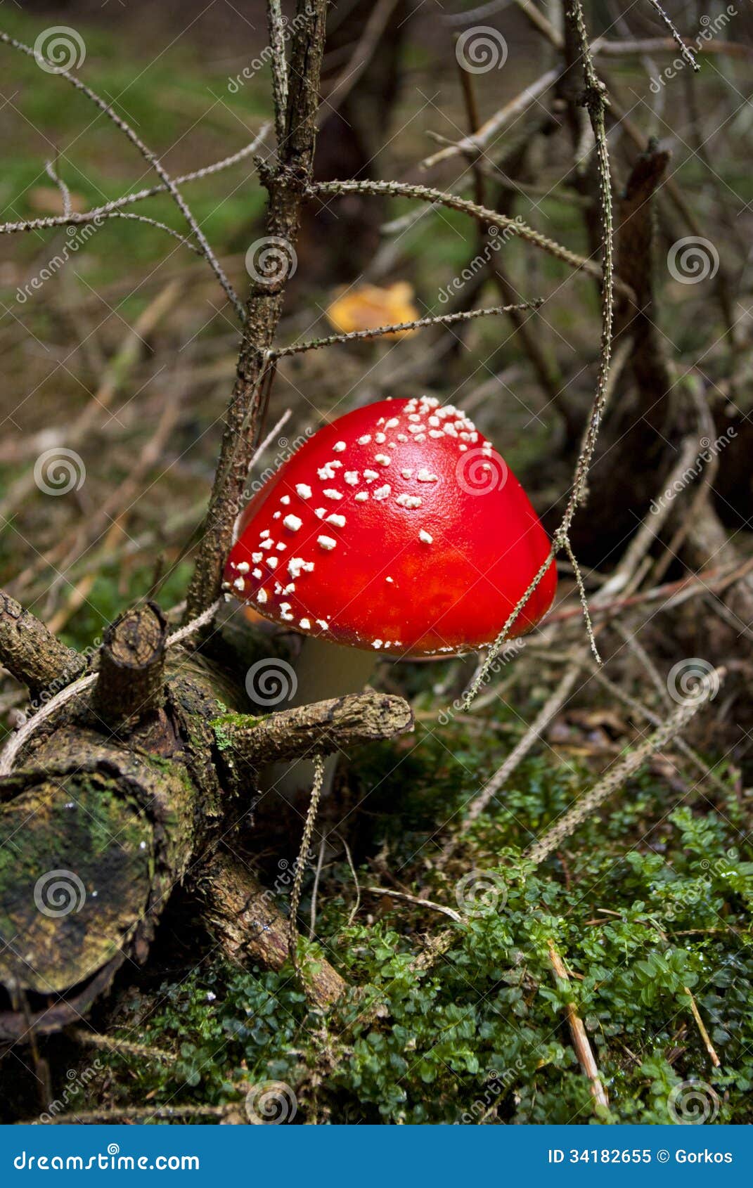 Toadstools or Red Amanita in the Wood Stock Image - Image of season ...
