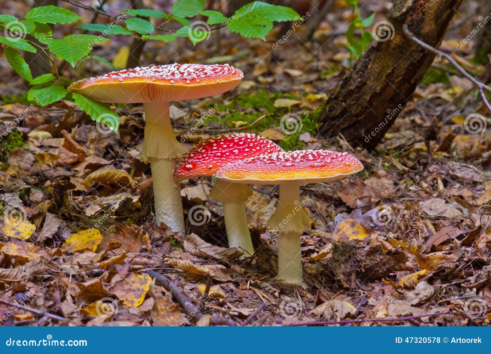 Toadstools stock photo. Image of moods, grass, color - 47320578