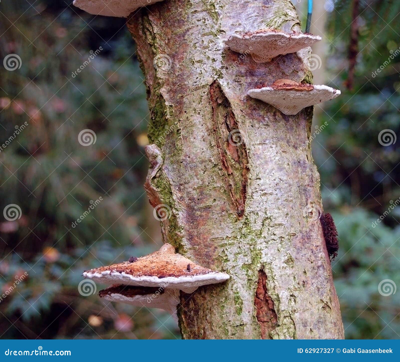 Toadstools on a tree stock image. Image of nature, tree - 62927327