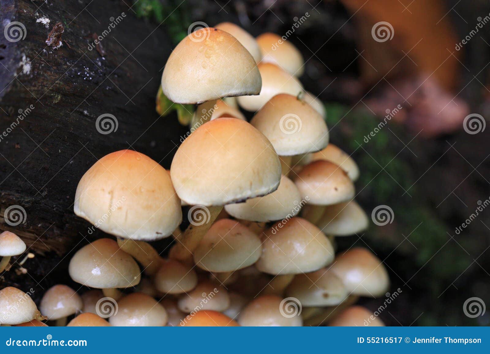Toadstools stock image. Image of grass, toadstool, brown - 55216517
