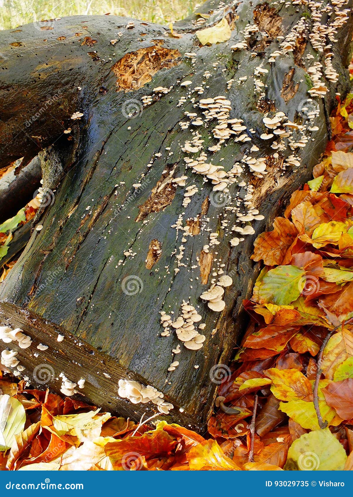 Toadstools on Tree Trunk stock image. Image of fungus - 93029735