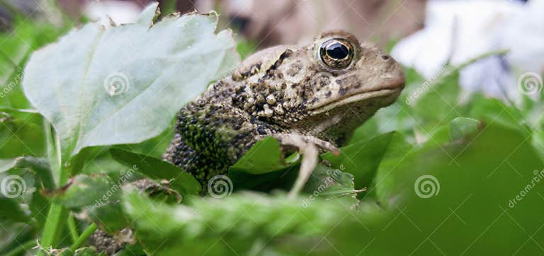 Toady Awesome stock image. Image of toad, toady, green - 152327361