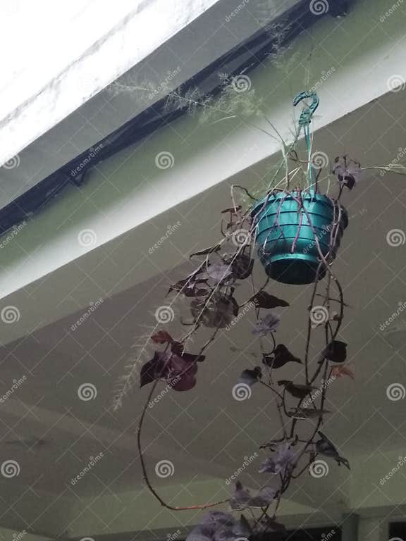 Tob stock photo. Image of gardens, rose, yollow, tree - 130596660