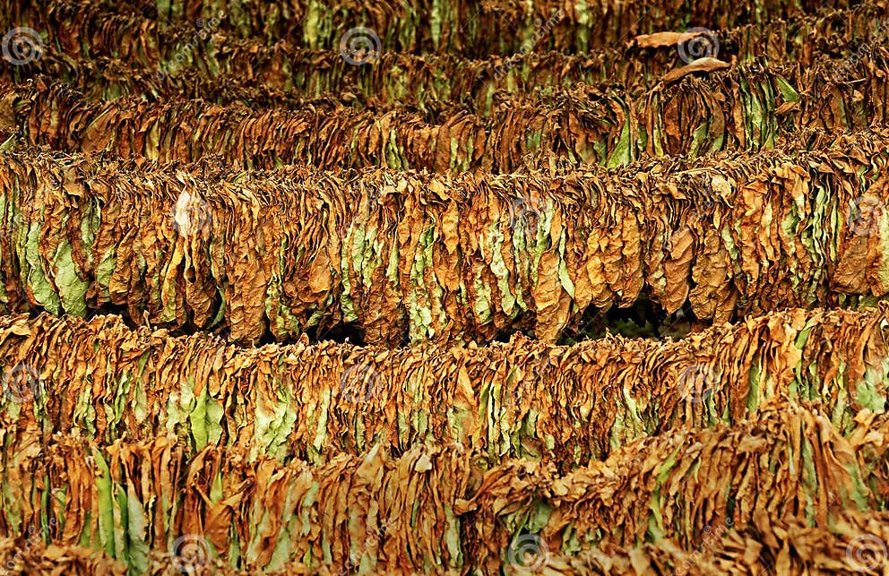 Tobacco stock image. Image of cure, nature, rural, leaves - 10711835