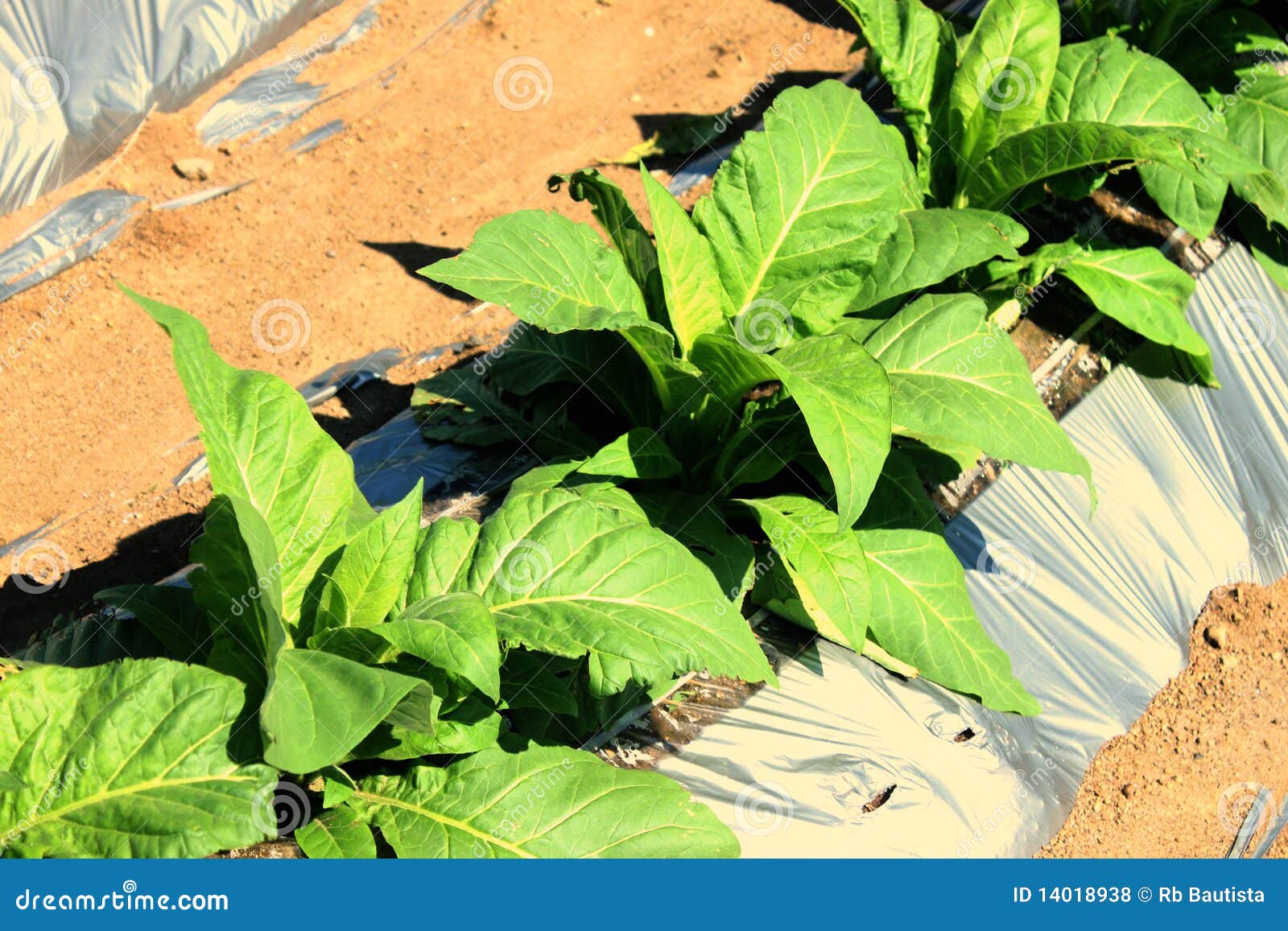 Tobacco stock photo. Image of cigarette, green, fields - 14018938
