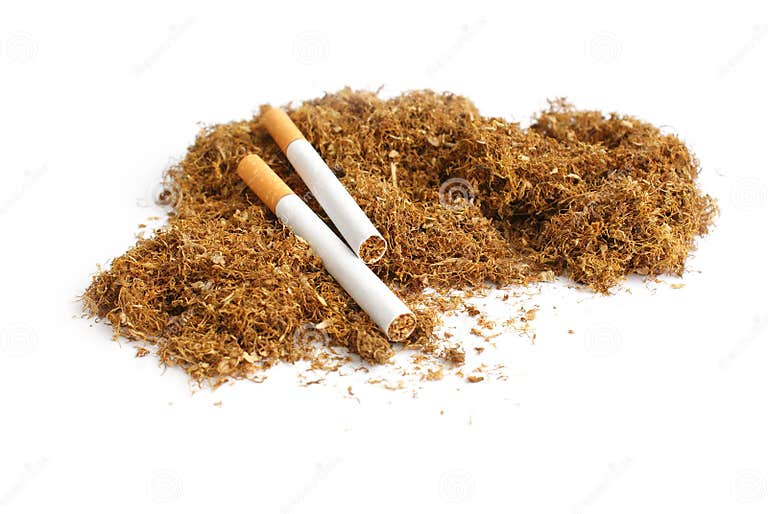 Tobacco stock photo. Image of organic, smoking, dried - 14150256