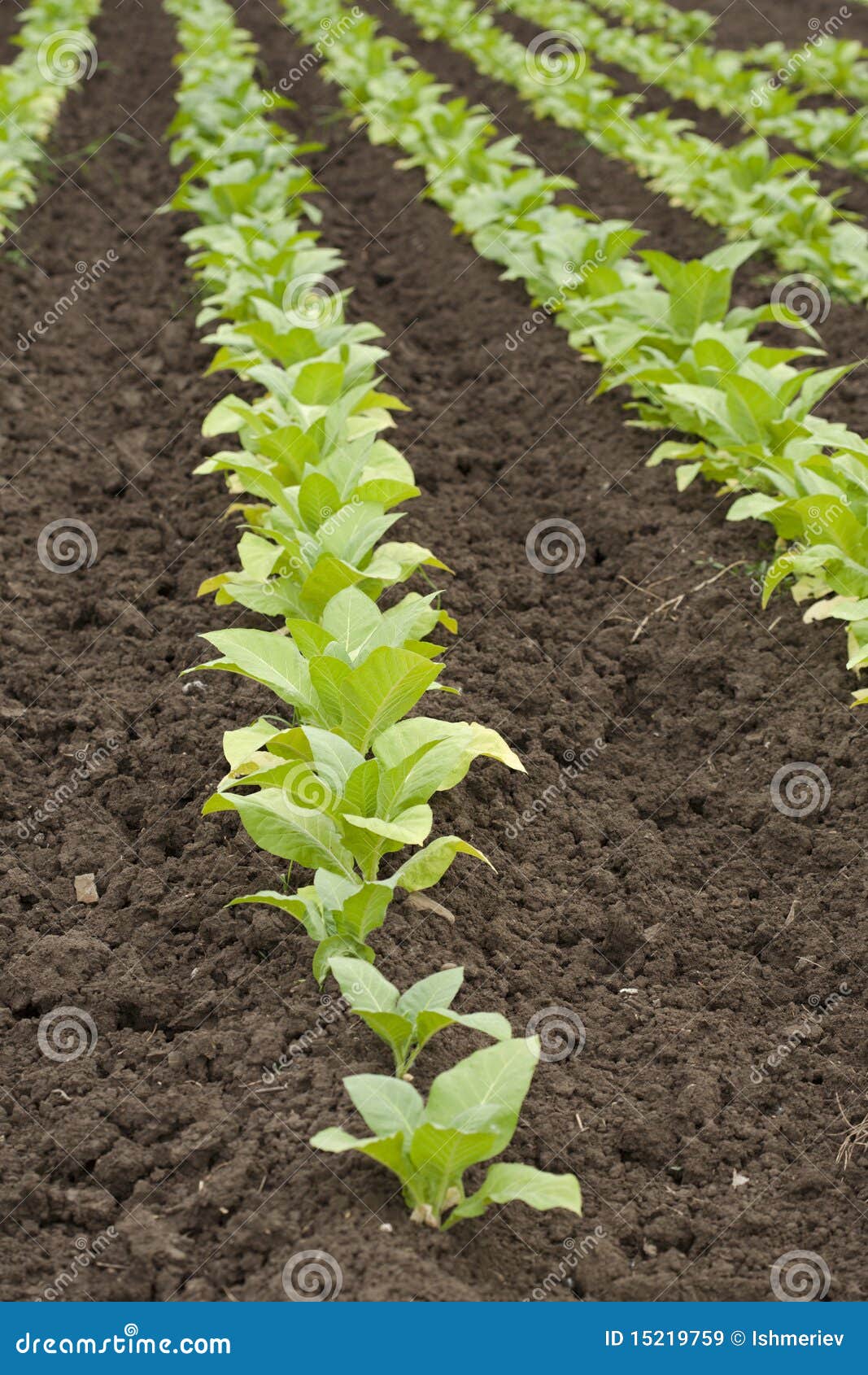 Tobacco stock image. Image of outdoors, nature, industry - 15219759