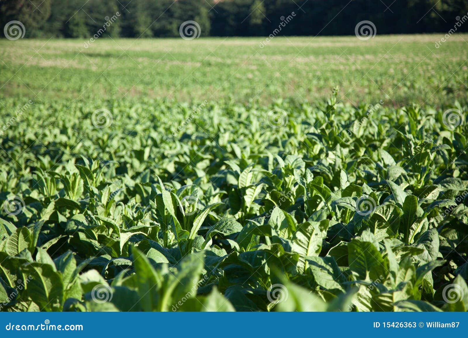 Tobacco stock image. Image of tobacco, landscapes, horizontal - 15426363