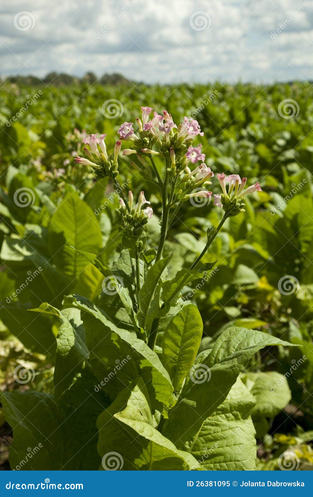Tobacco stock image. Image of flower, tobacco, green - 26381095