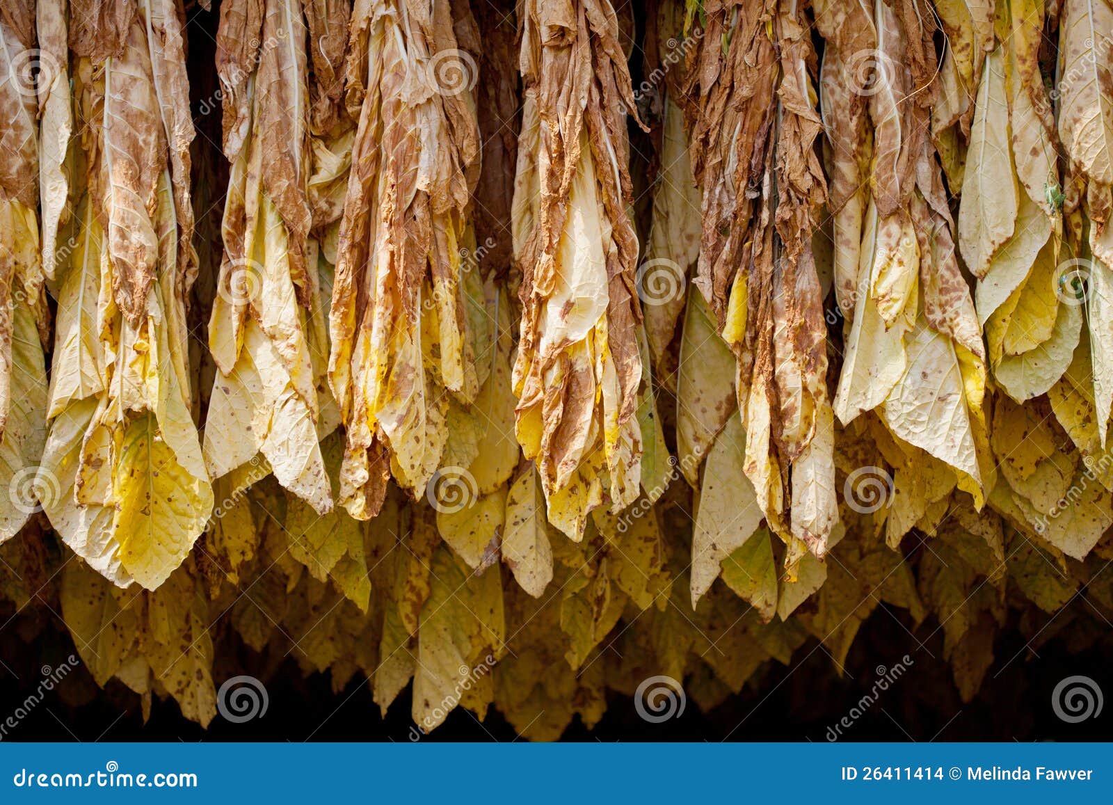 Tobacco stock photo. Image of closeup, industry, foliage - 26411414