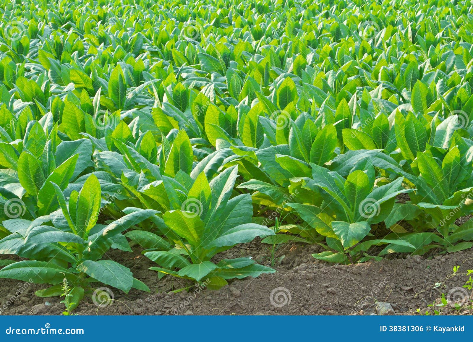 Tobacco stock photo. Image of addiction, rural, landscape - 38381306