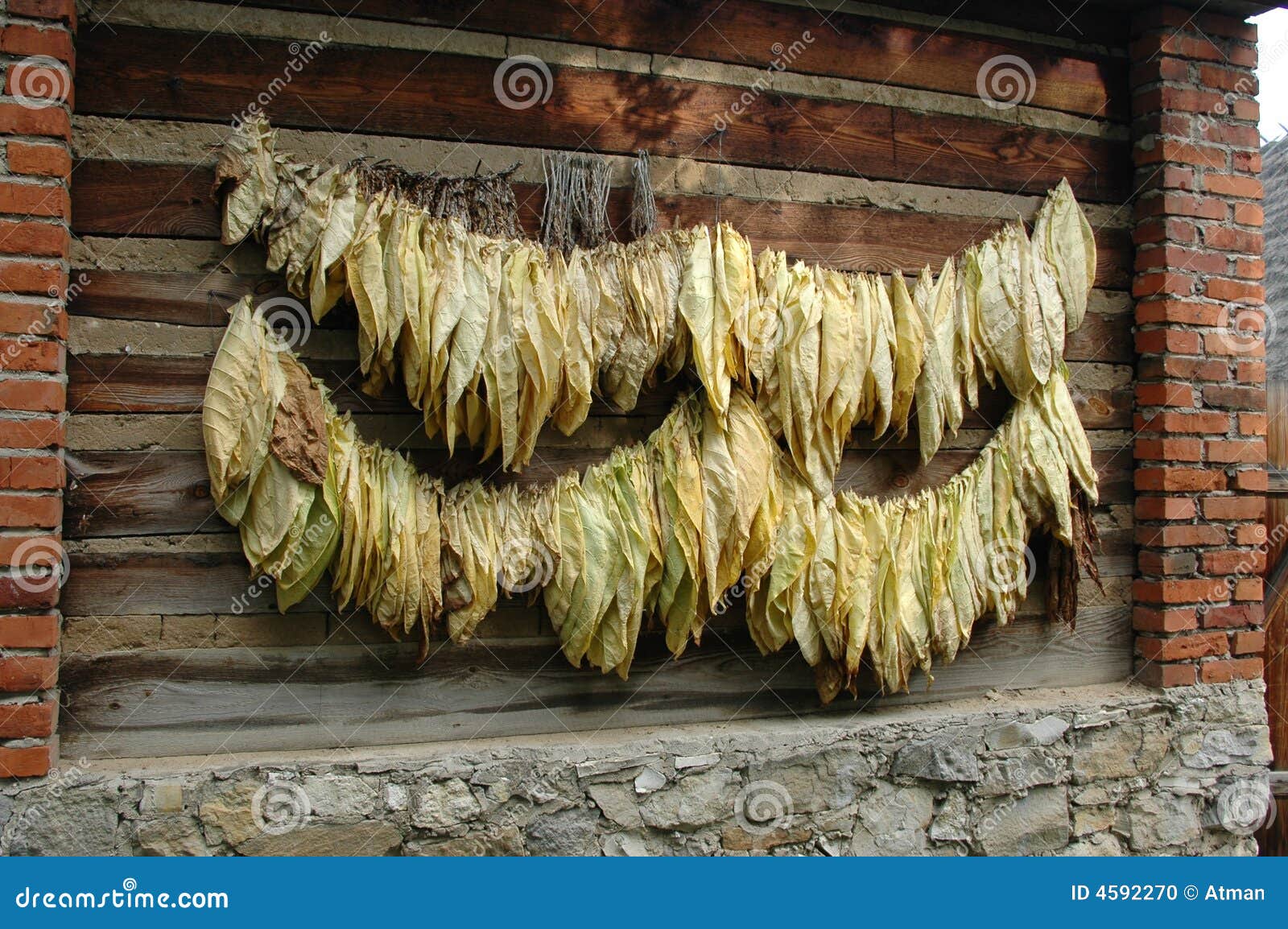 Tobacco stock photo. Image of leafs, tobacco, cigarette - 4592270