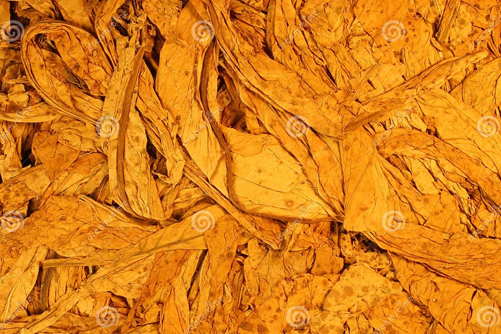 Tobacco stock image. Image of golden, warning, tobacco - 568479