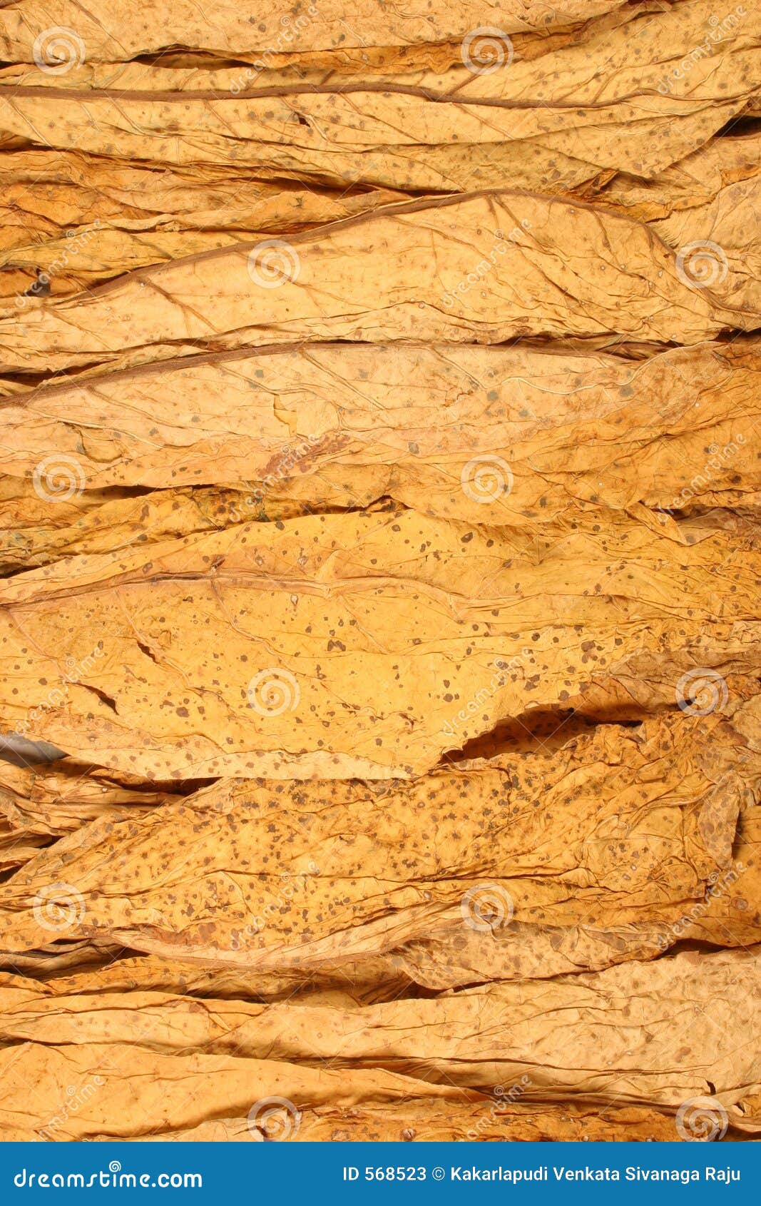 Tobacco stock image. Image of leaves, health, emphysema - 568523