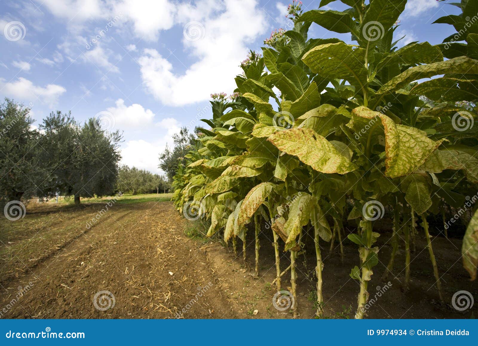 Tobacco stock photo. Image of olive, agricultural, property - 9974934