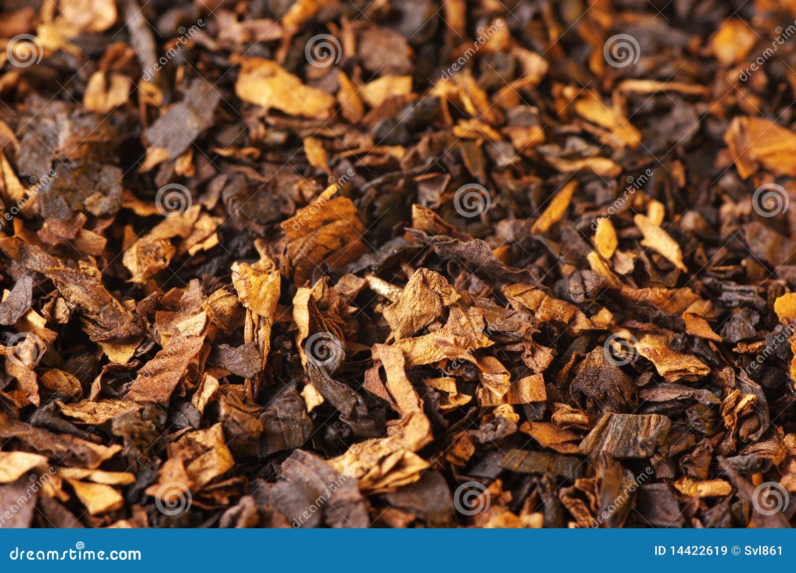 Tobacco as background stock image. Image of texture, crop - 14422619