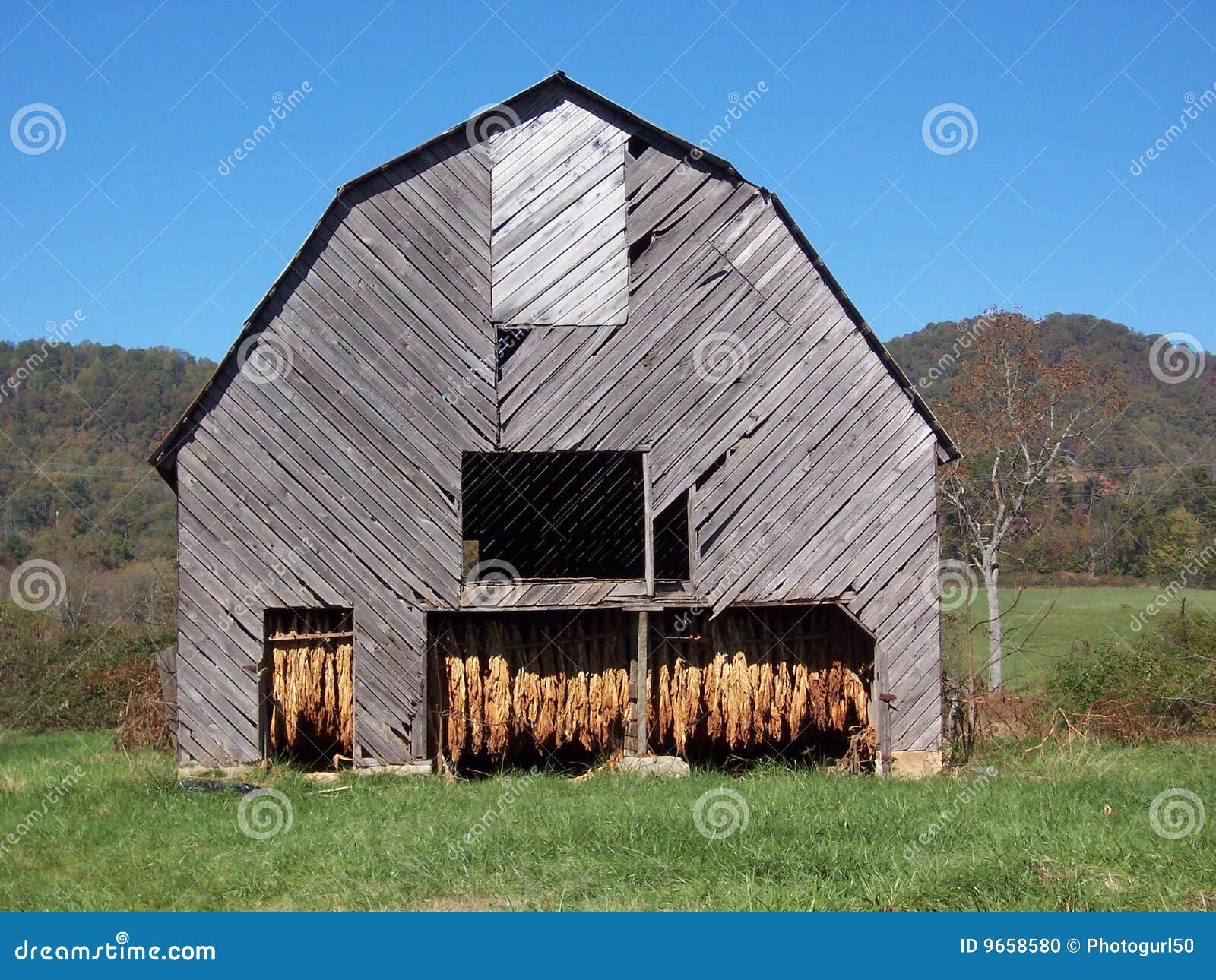 Tobacco Barn stock photo. Image of gray, barn, blue, barns - 9658580