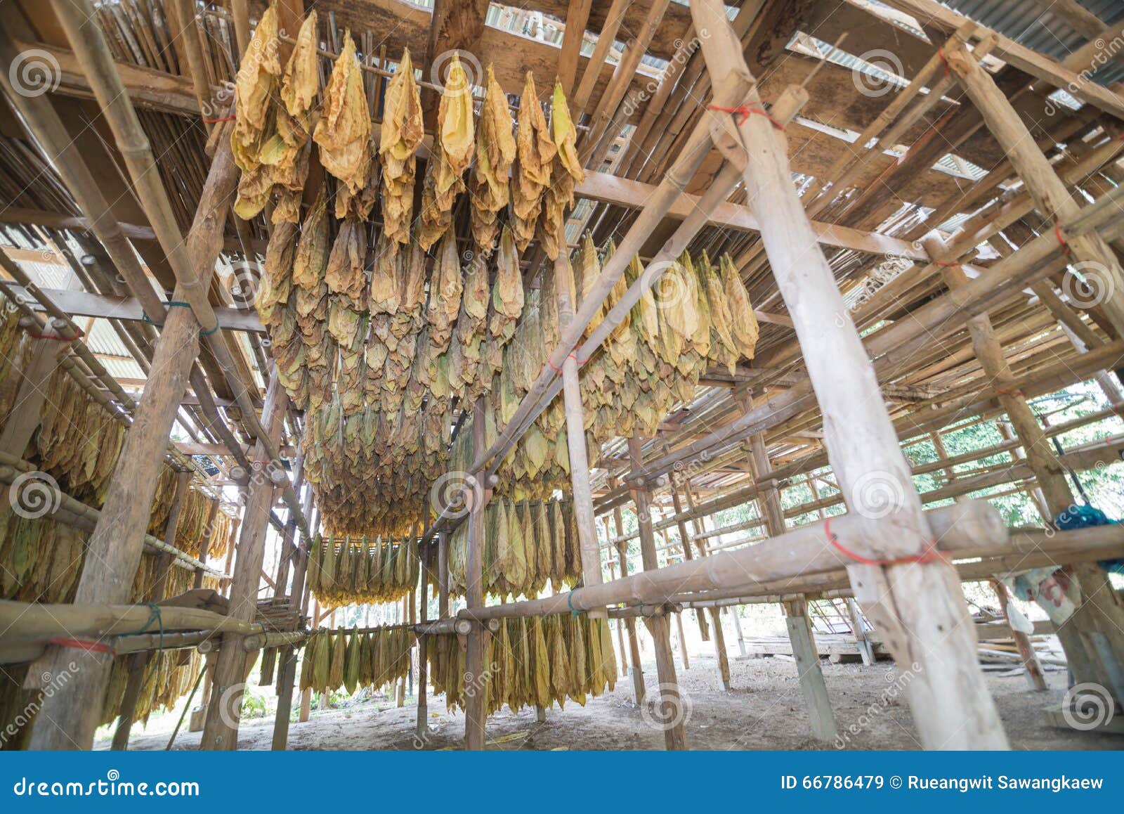 Tobacco curing barns stock image. Image of smoke, industry - 66786479
