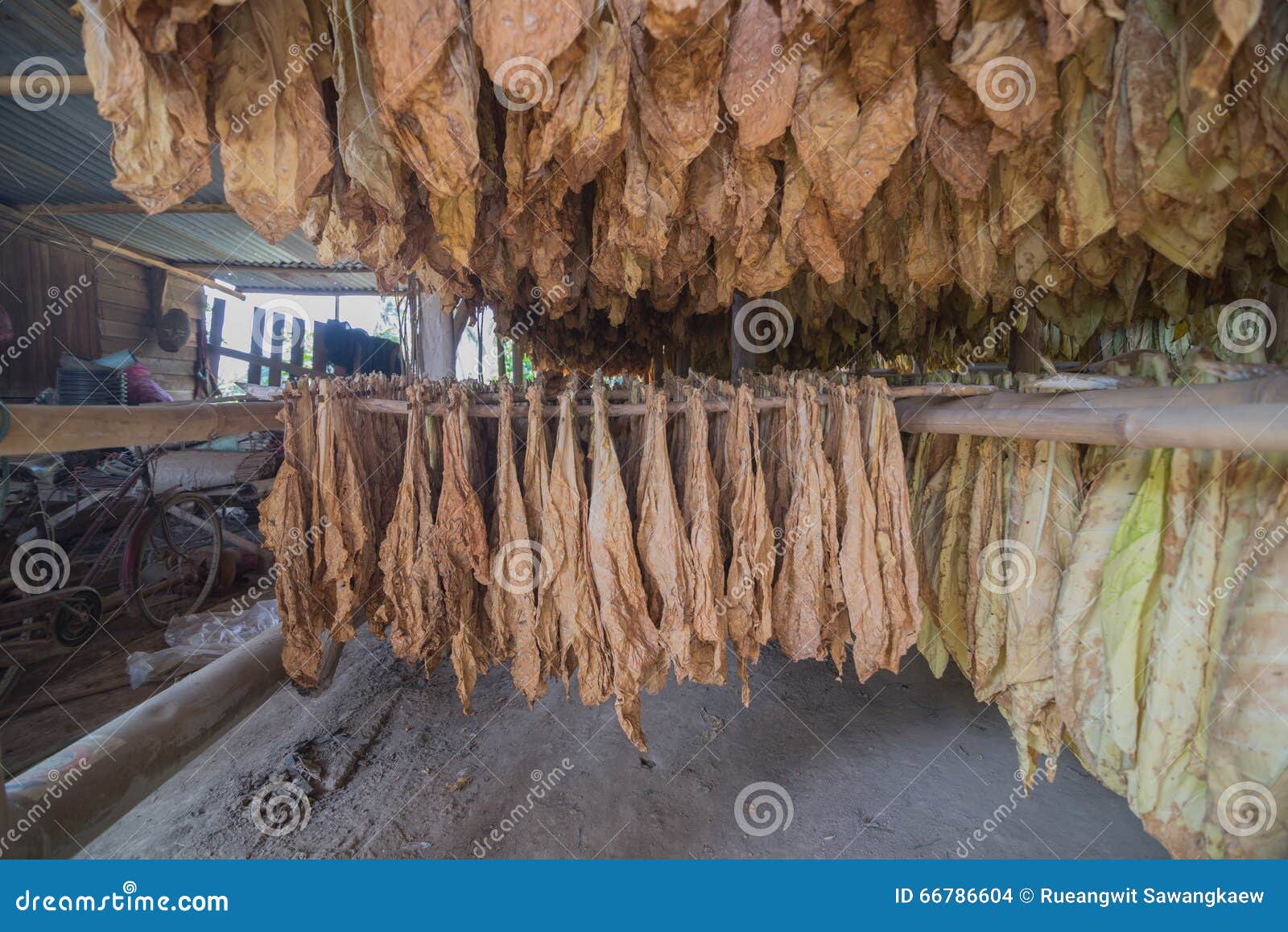 Tobacco curing barns stock photo. Image of farm, rural - 66786604