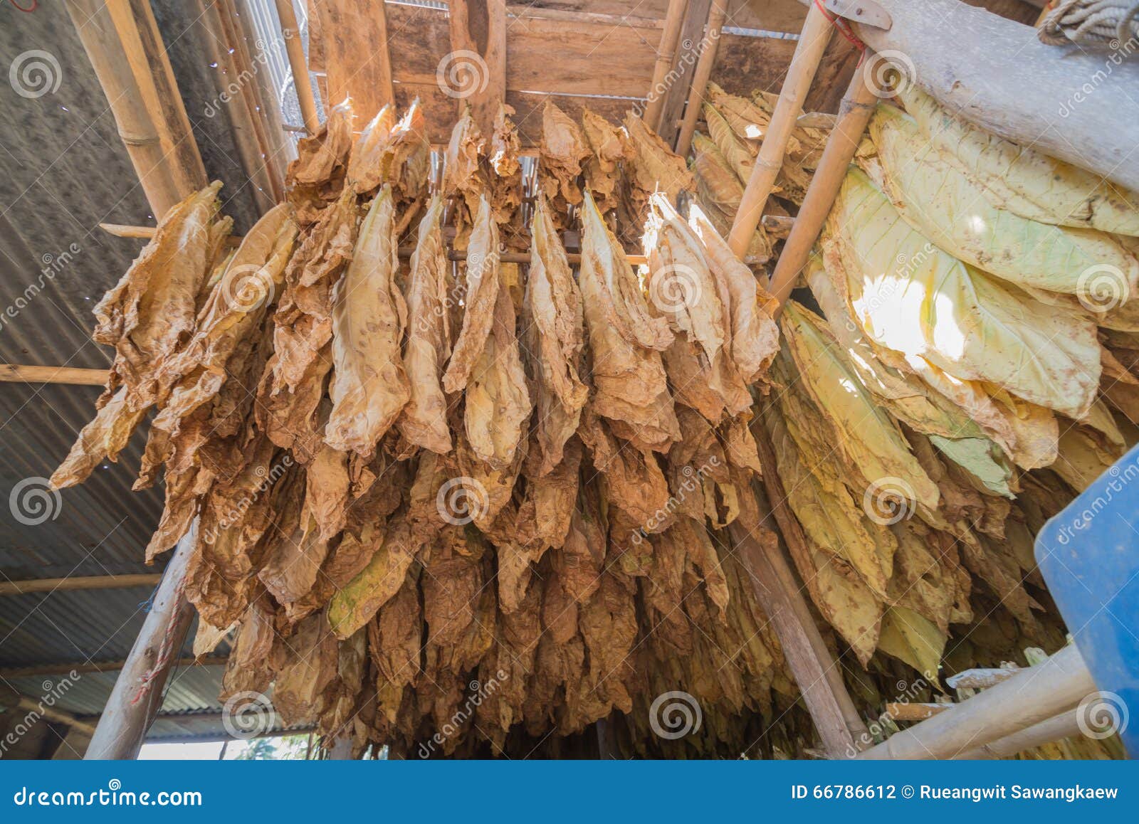 Tobacco curing barns stock photo. Image of harvest, classical - 66786612