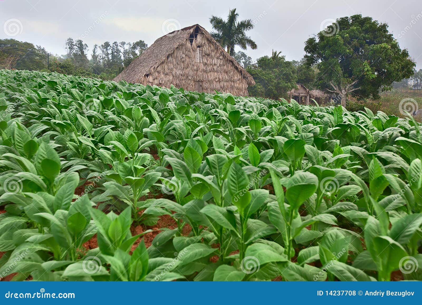 Tobacco farm stock photo. Image of traditional, collection - 14237708