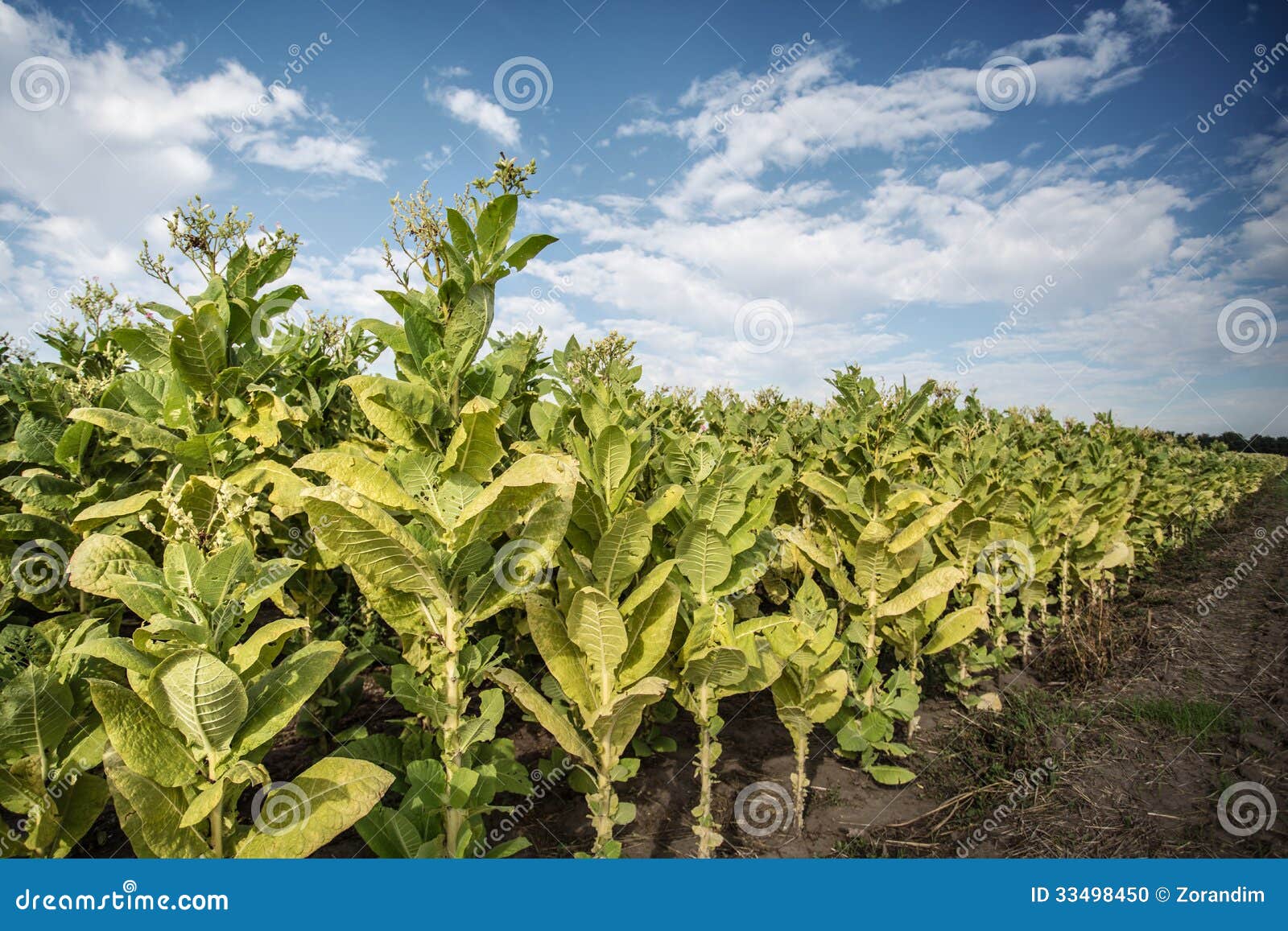 Tobacco farm stock photo. Image of garden, field, cigarette - 33498450