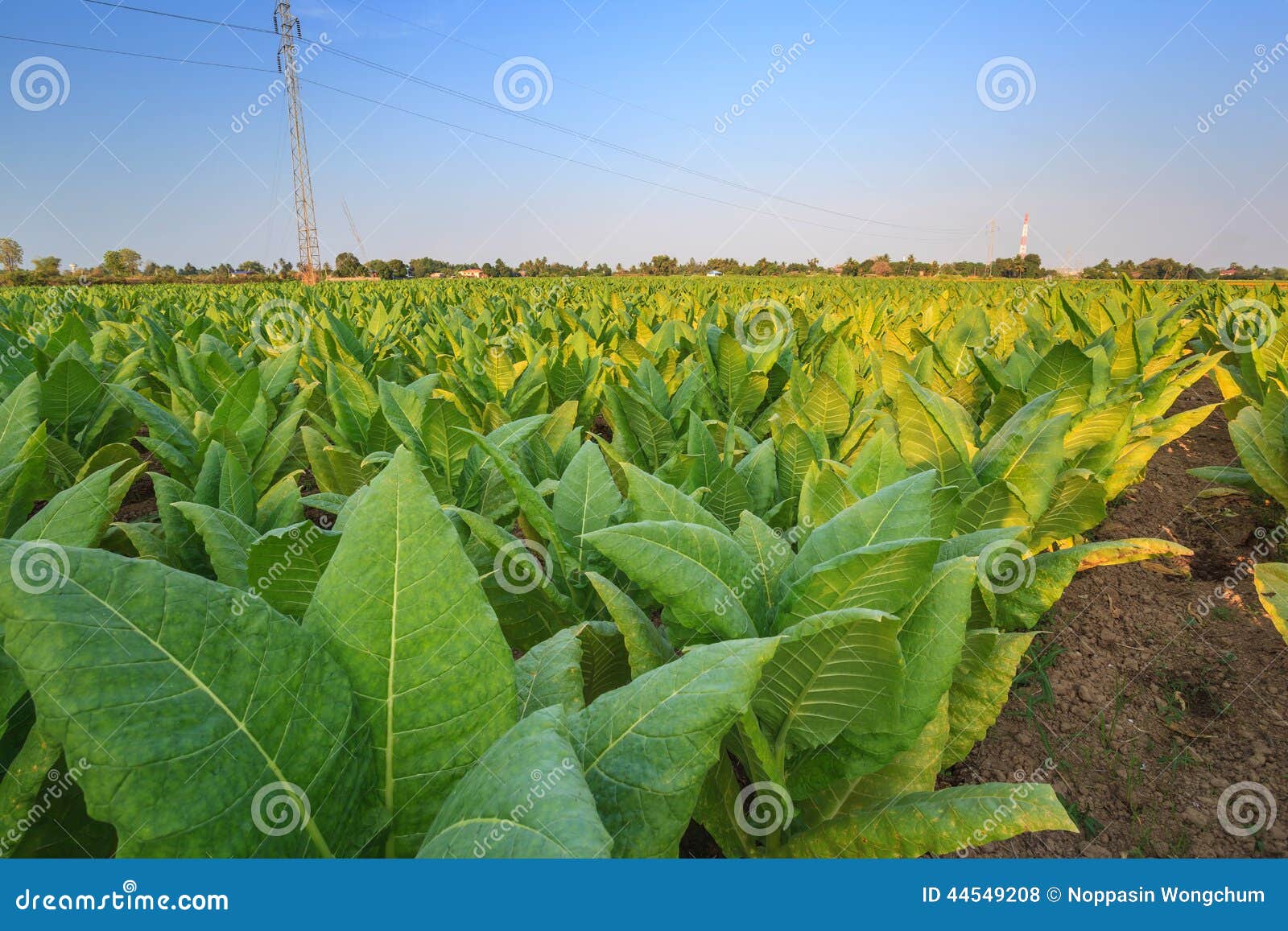 Tobacco farm stock photo. Image of growing, field, nature - 44549208
