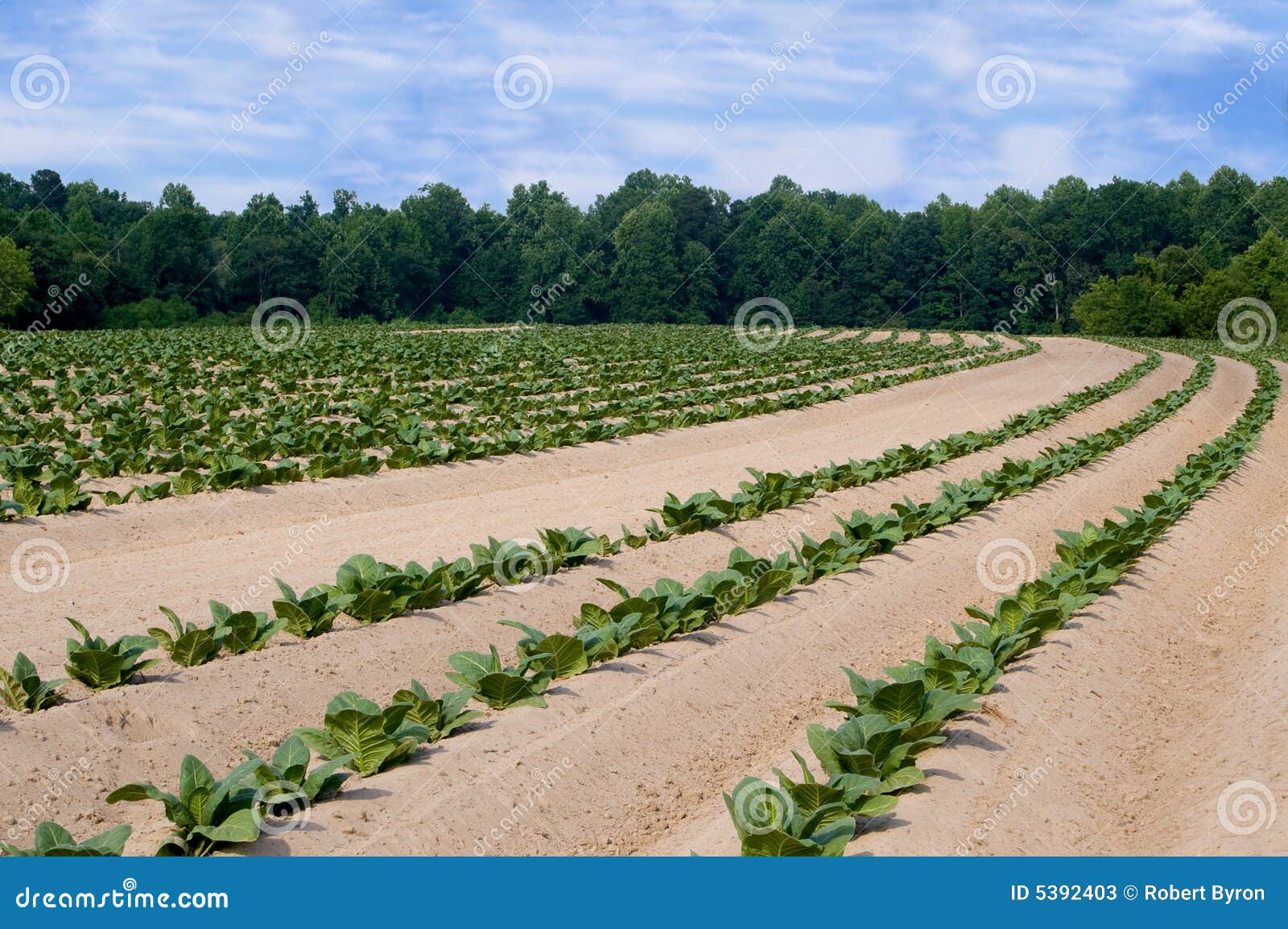Tobacco Farm Plants stock image. Image of dirt, sunny - 5392403