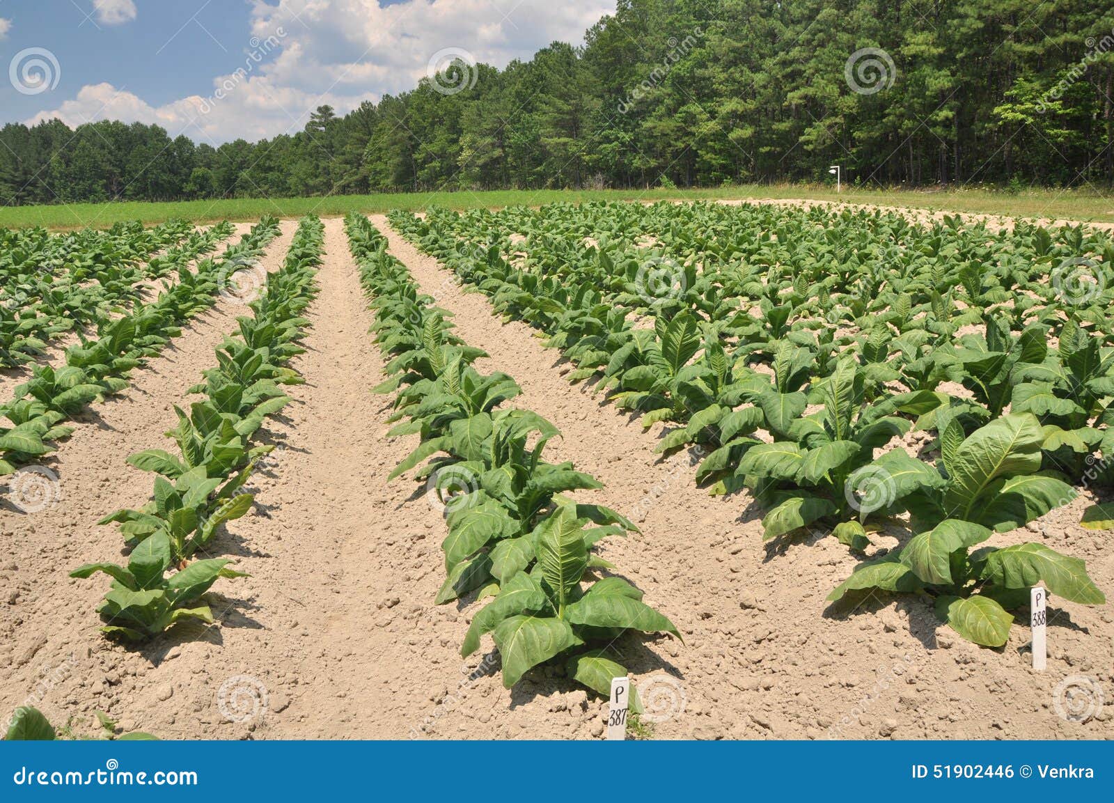 Tobacco farm stock photo. Image of healthcare, lungs - 51902446