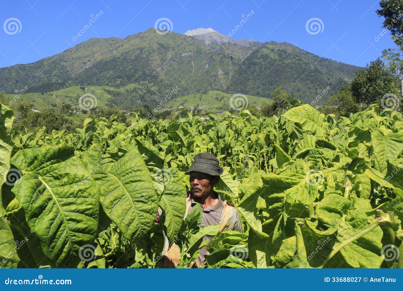 Tobacco farmers editorial photography. Image of farm - 33688027