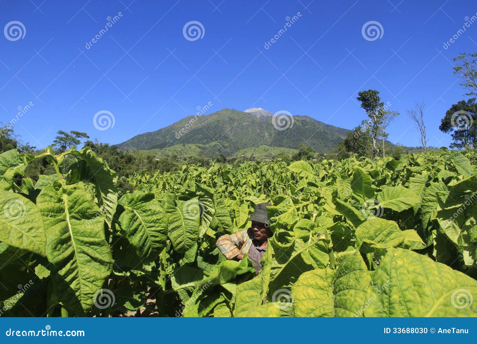 Tobacco farmers editorial image. Image of indonesia, grass - 33688030