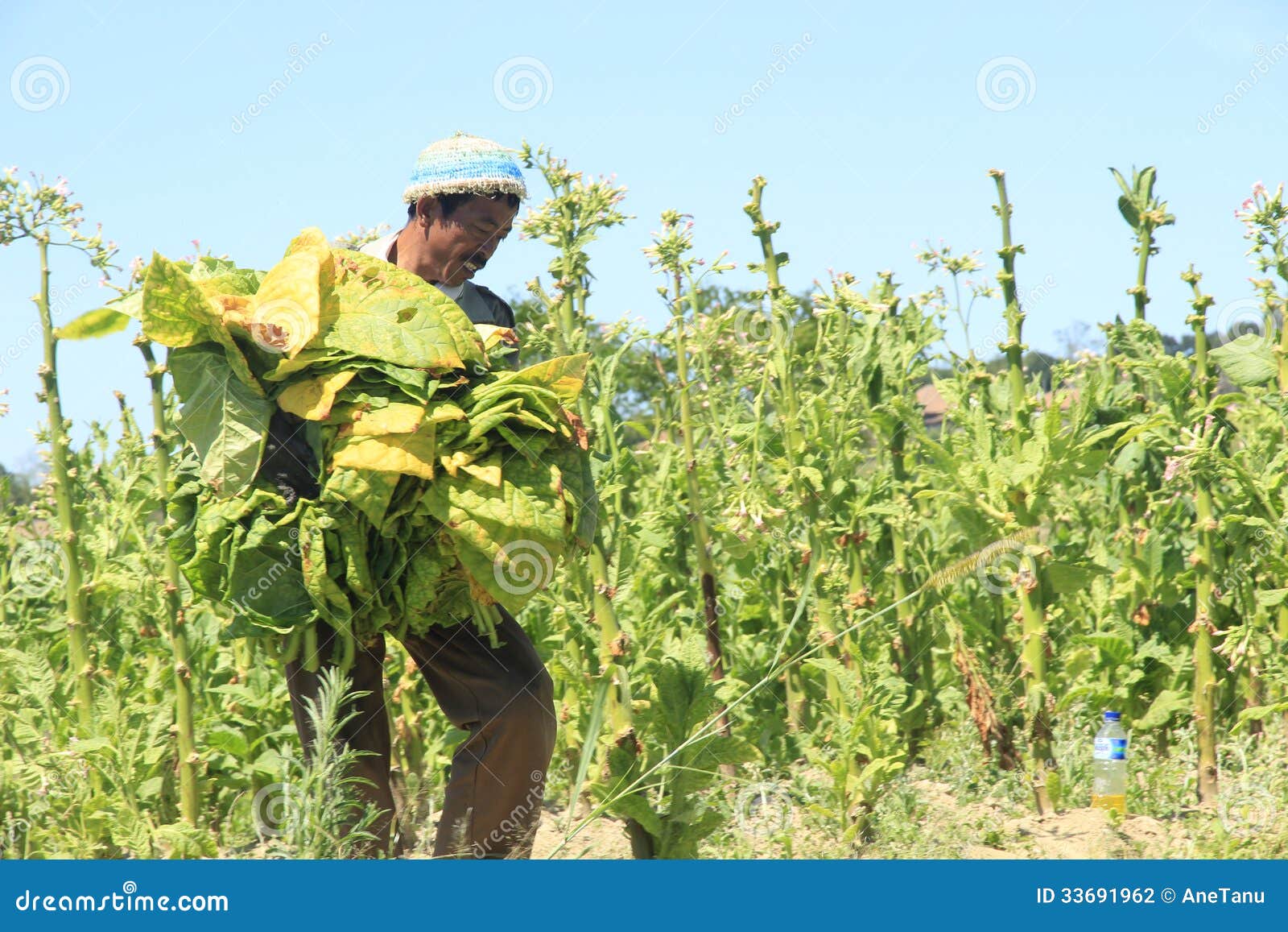 Tobacco farmers editorial photography. Image of boyolali - 33691962