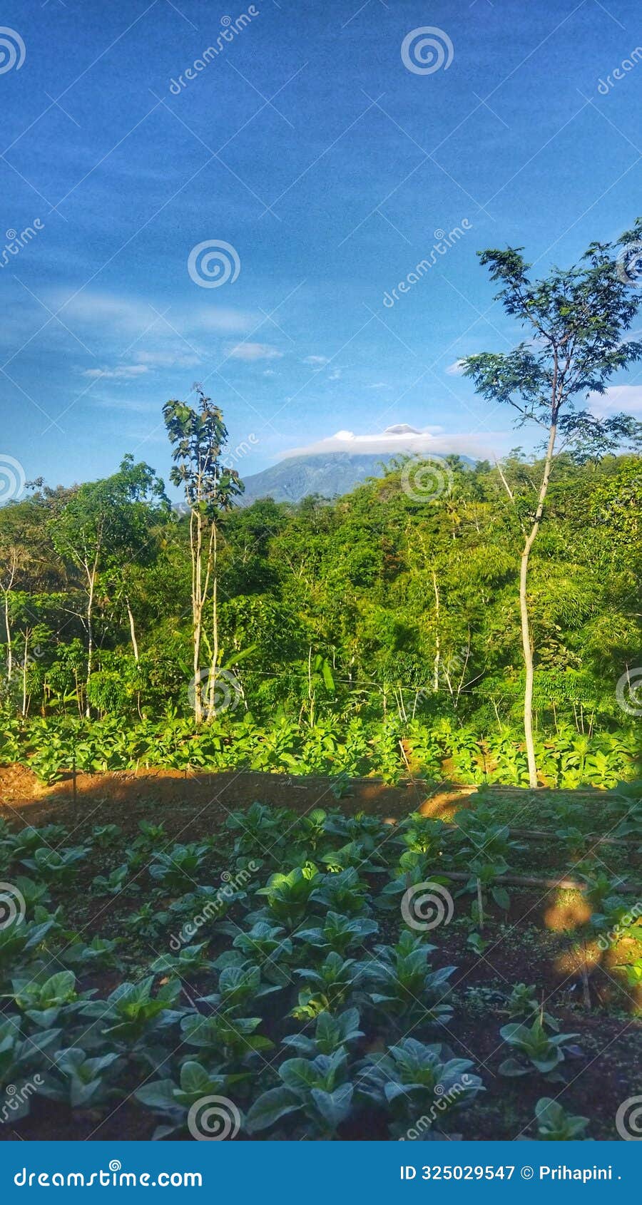 Tobacco Farming at the Foot of Mount Merapi Stock Image - Image of ...