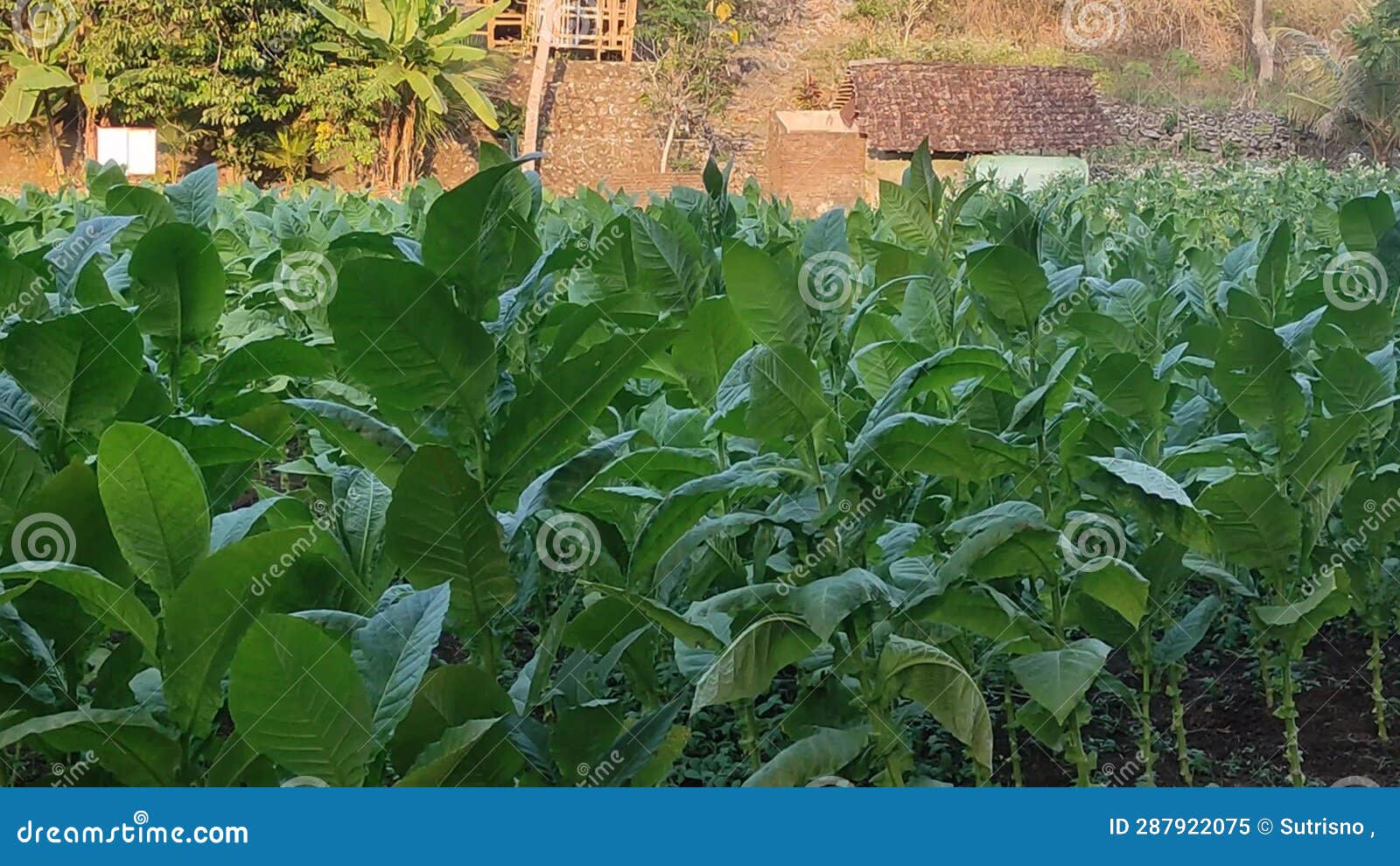 Tobacco Farming in Java, Indonesia. Tobacco Plants Stock Video - Video ...