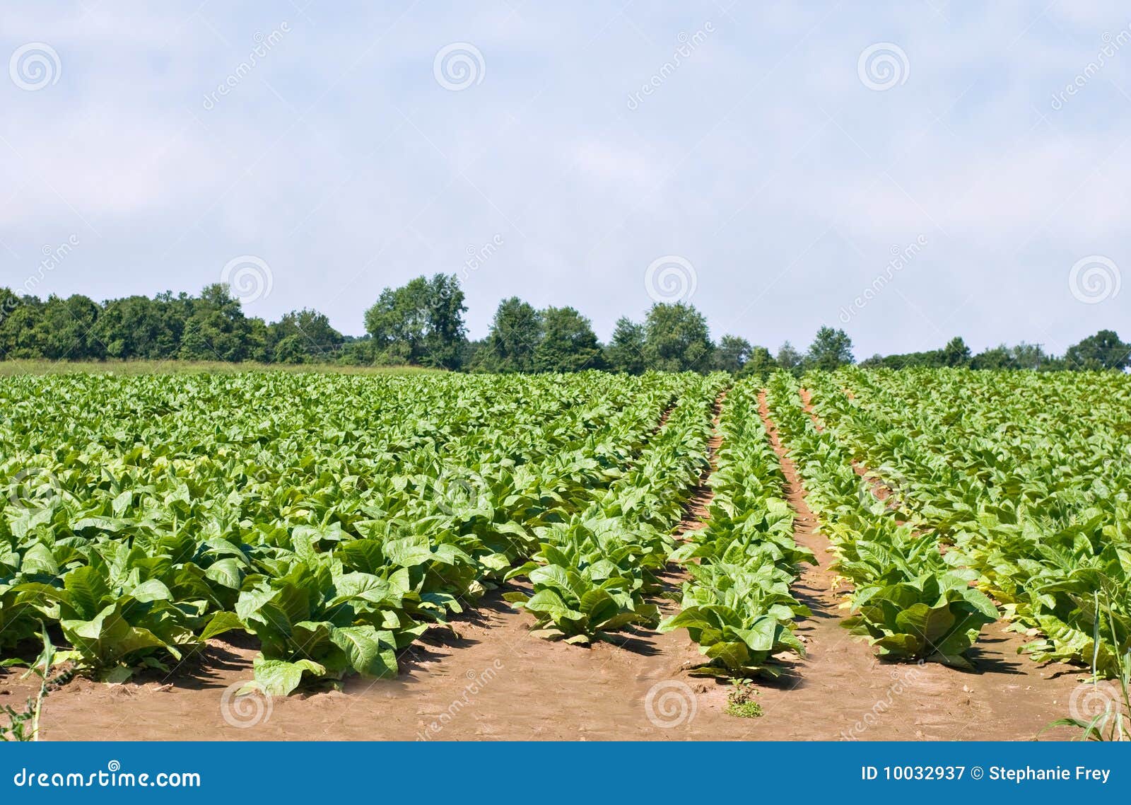 Tobacco Field stock image. Image of agriculture, harvest - 10032937