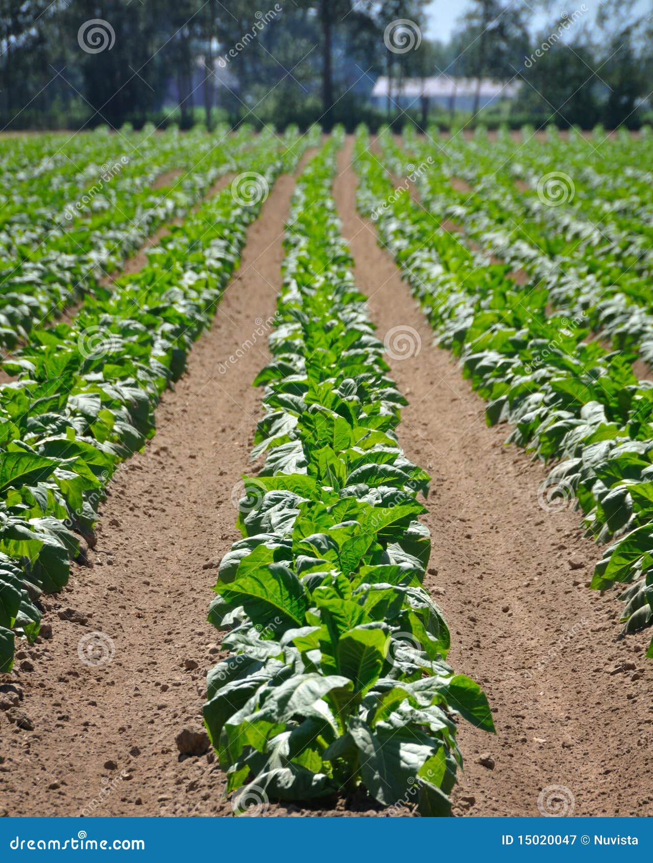 Tobacco Field stock image. Image of cigarette, plants - 15020047