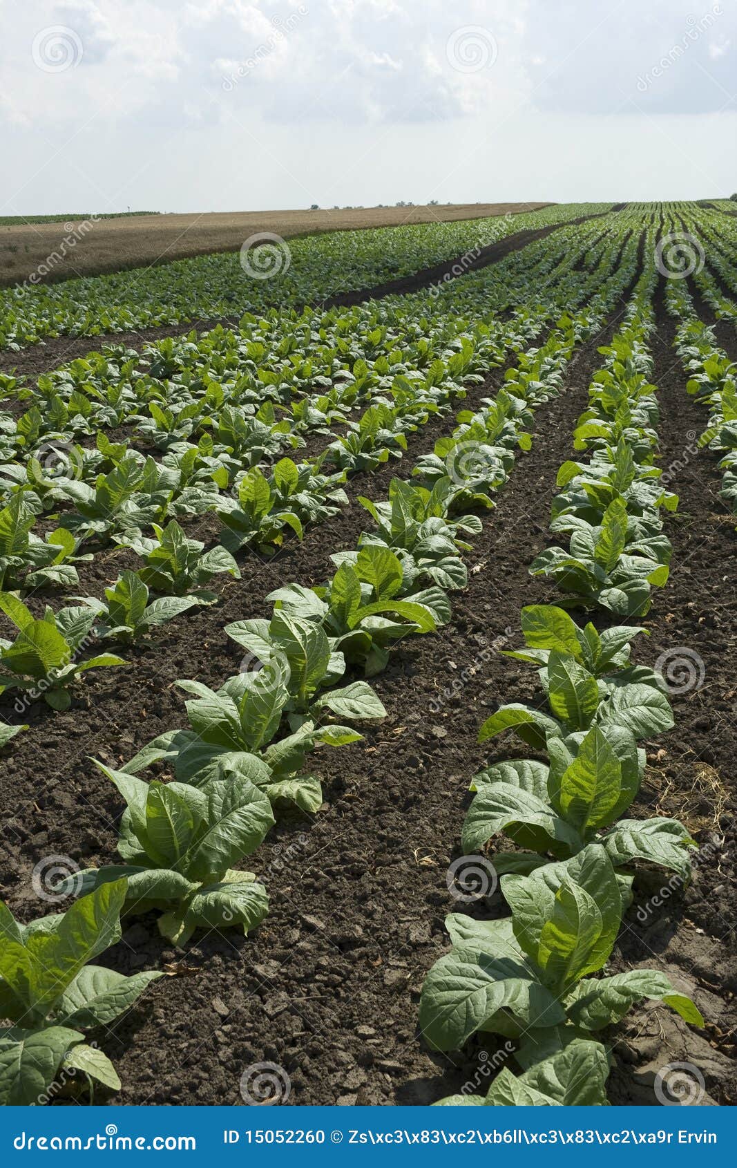 Tobacco field stock photo. Image of land, cigar, crop - 15052260