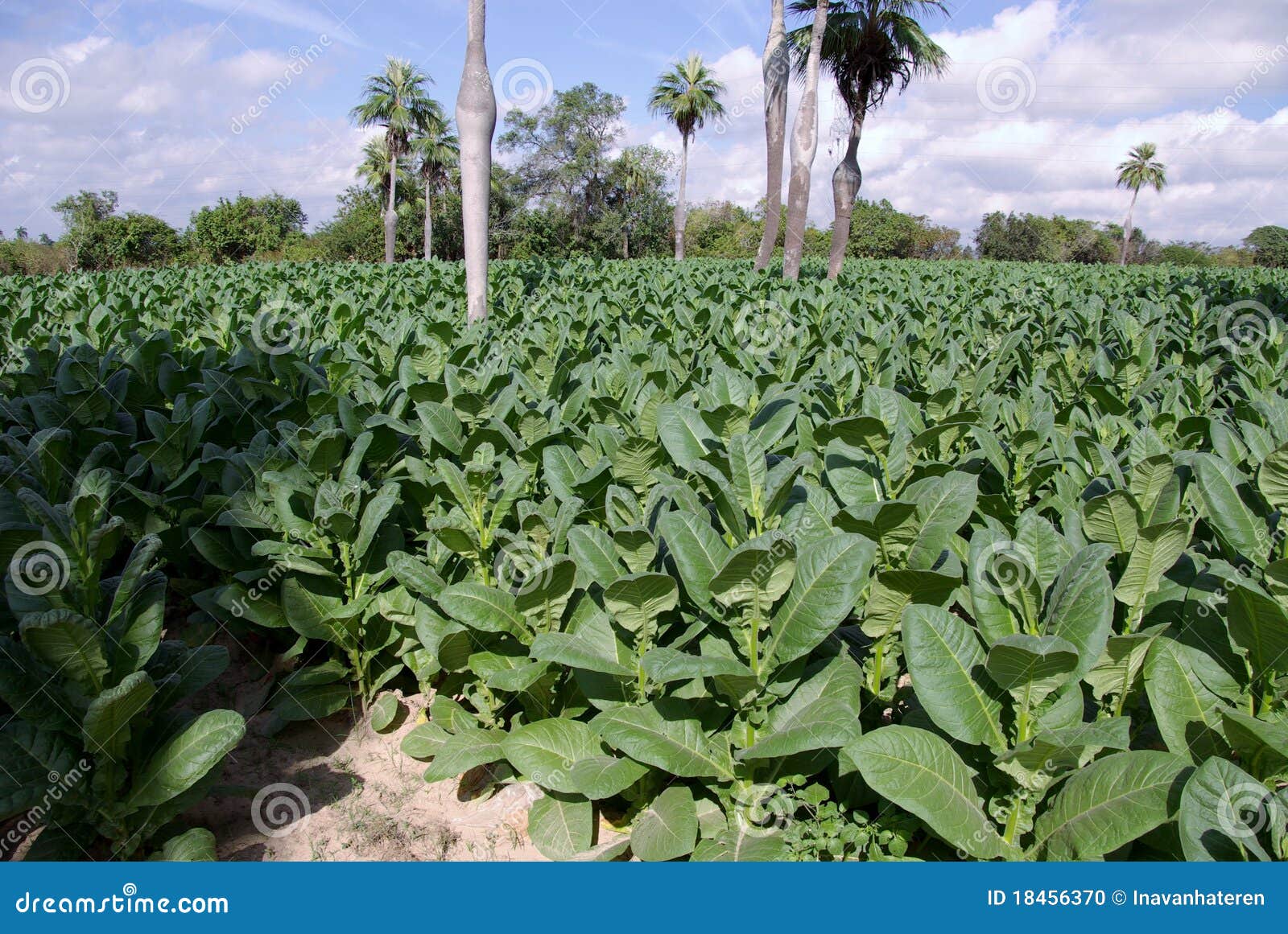 Tobacco field stock photo. Image of farming, acres, plants - 18456370