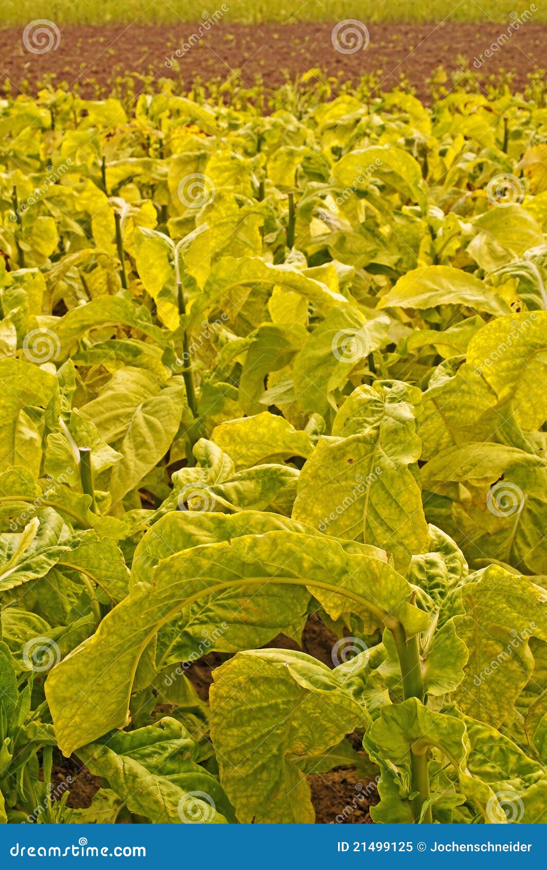 Tobacco field stock image. Image of product, culture - 21499125